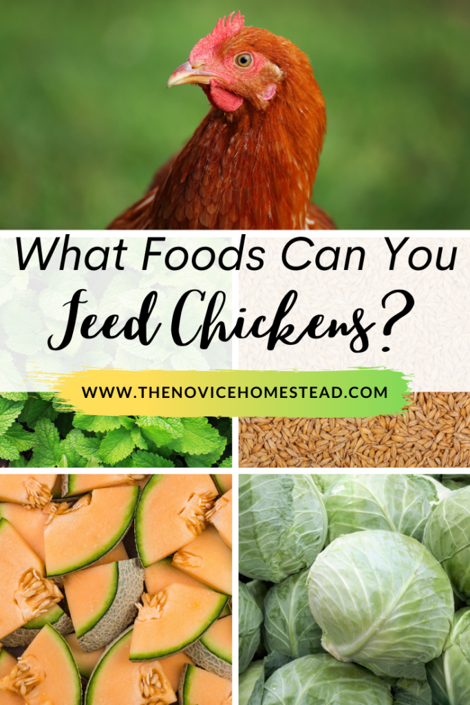 Foods Chickens Can Eat And What They Can t The Novice Homestead Foods Chickens Can Eat And What They Can t The Novice Homestead