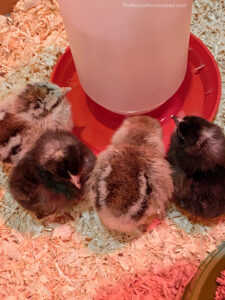 The Complete Guide to Caring for Baby Chicks - The Novice Homestead