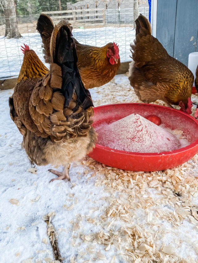 How Cold Can Chickens Tolerate? - The Novice Homestead