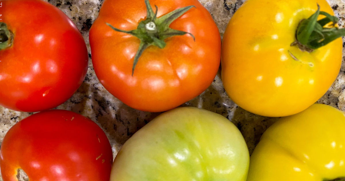How to Store Tomatoes to Stay Fresh Longer - The Novice Homestead